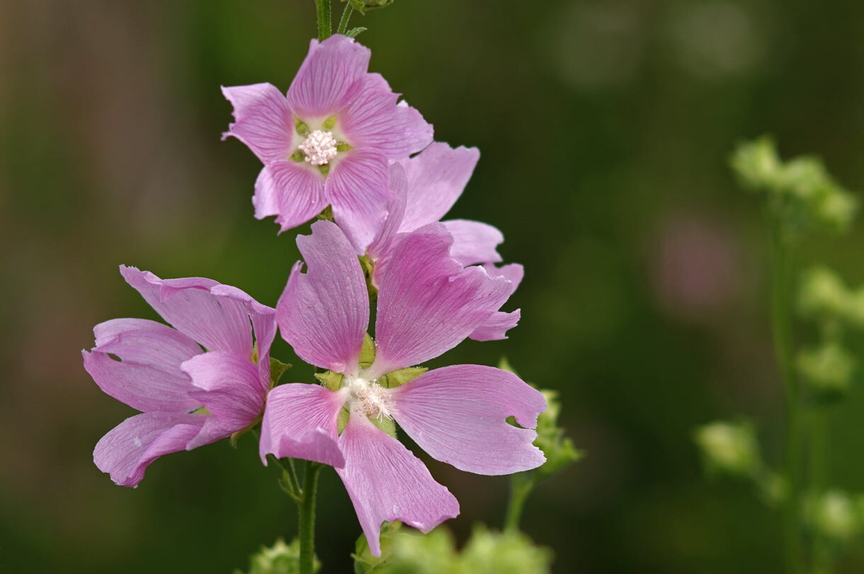 Lill by Jaan Keinaste // March 3rd, 2020