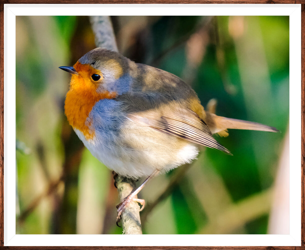 RSPB Love Robins (London).. by Adam Swaine // December 10th, 2024