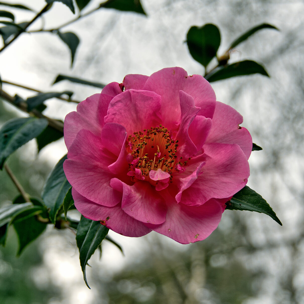 Spring Arrives by Geoff Henson // March 30th, 2024